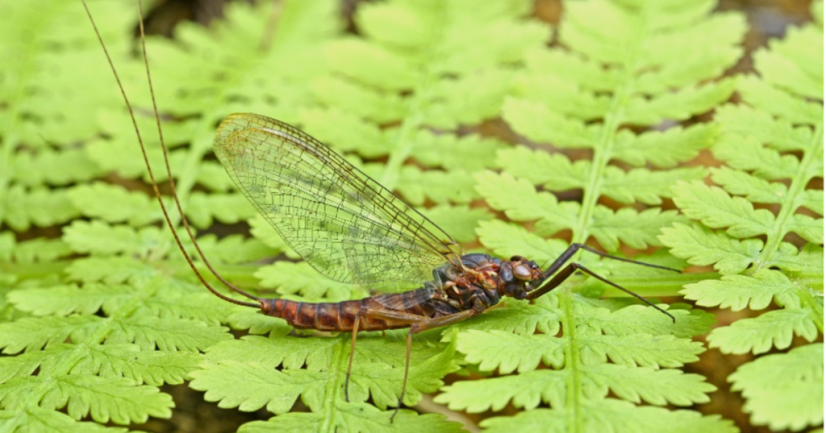 Mayfly Mothers | Ulster Museum